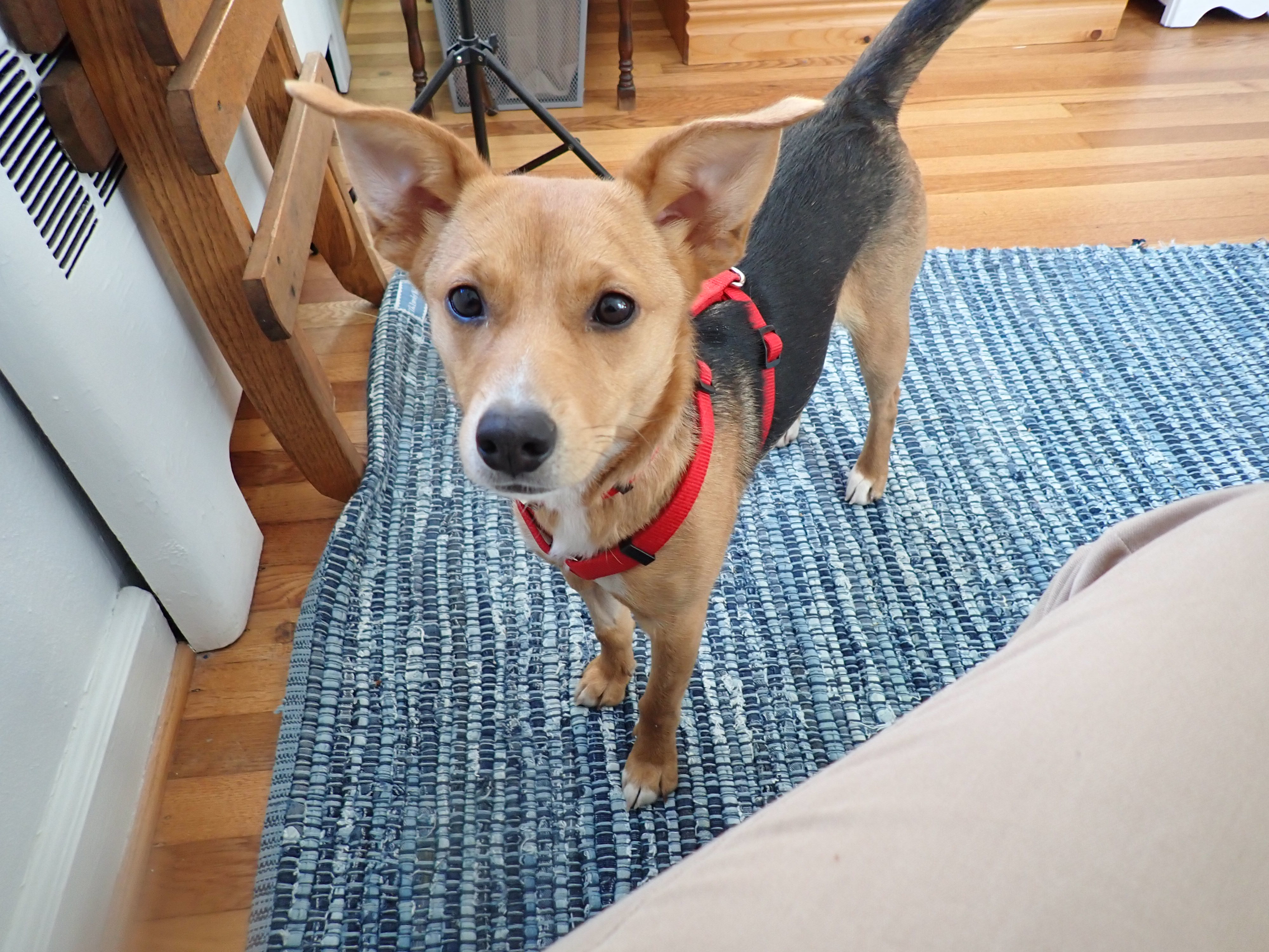 Dog, Part 1 – Living With Ethel